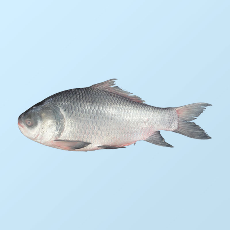 Katla - Grand Wynn Enterprise LTD