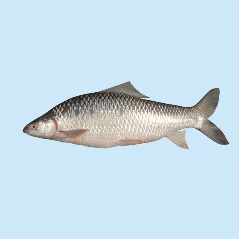 Mrigal Fish