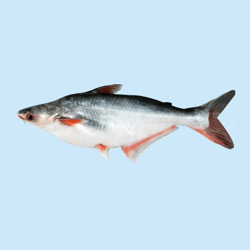 Pangash - Grand Wynn Enterprise LTD