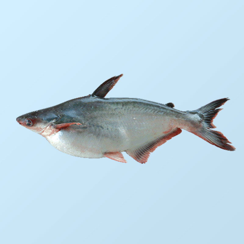 Pangash - Grand Wynn Enterprise LTD