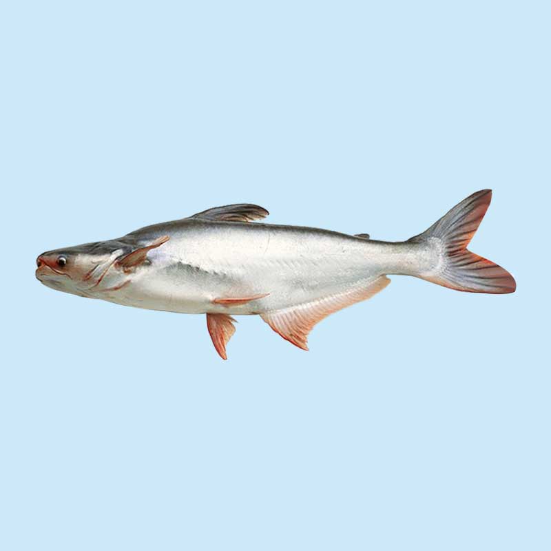 River Pangash - Grand Wynn Enterprise LTD