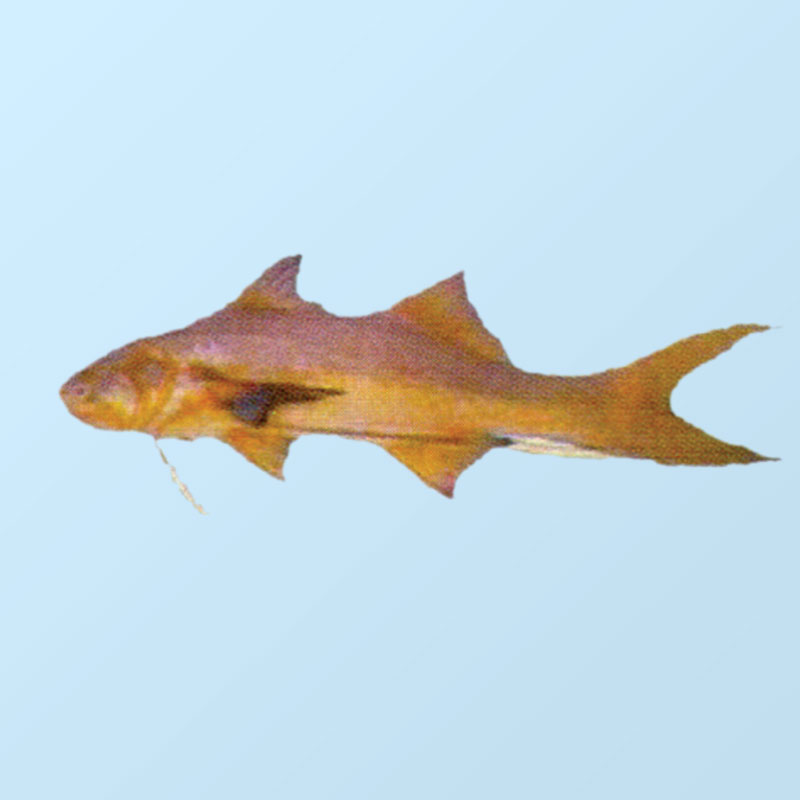 Tapashi - Grand Wynn Enterprise LTD